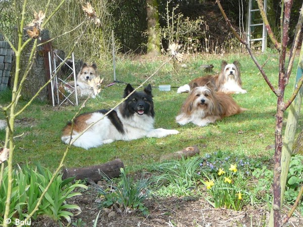 Liebesausflug von Chiwah - Zuchtstätte vom Mühlenbusch - ein ...