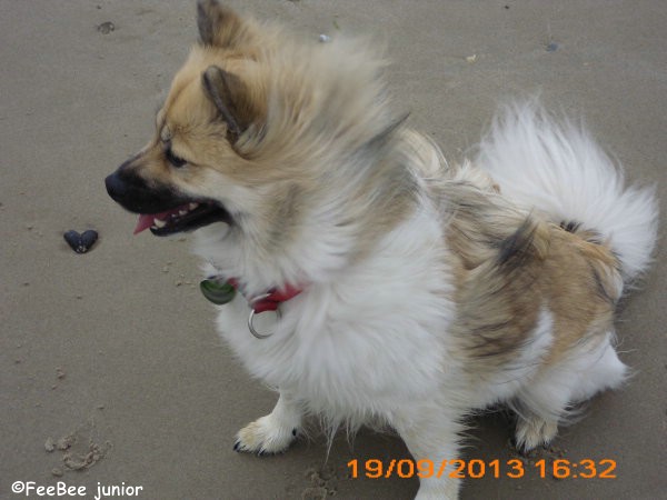 FeeBee junior im Hollandurlaub - Zuchtstätte vom Mühlenbusch - ein ...