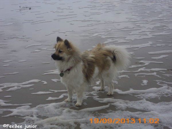 FeeBee junior im Hollandurlaub - Zuchtstätte vom Mühlenbusch - ein ...