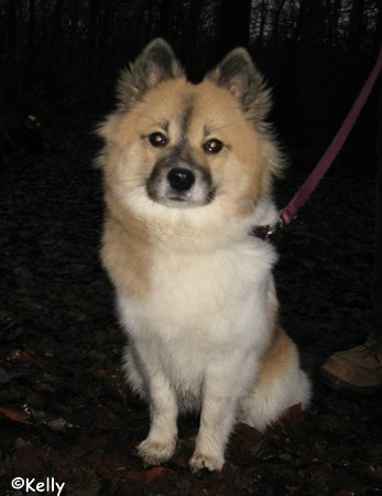 Kelly macht sich prima - Zuchtstätte vom Mühlenbusch - ein ...