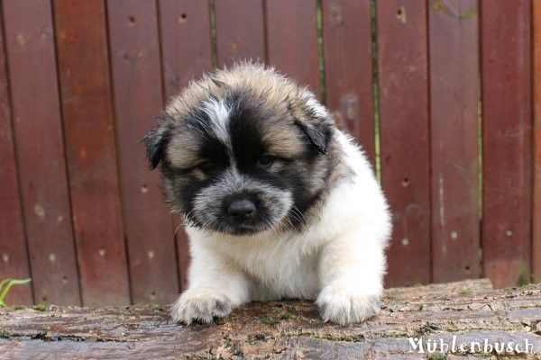 Smudo - Rüde - Glatthaar - Zuchtstätte vom Mühlenbusch - ein ...