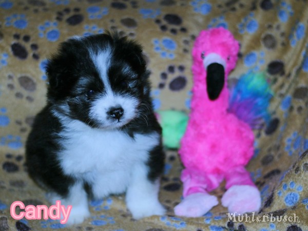 Canilo - C-Wurf - Zuchtstätte vom Mühlenbusch - ein alltagstauglicher ...