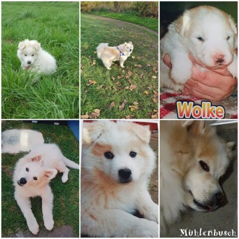 Boomer - Glatthaar - aus klein wird groß - Zuchtstätte vom Mühlenbusch ...