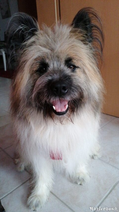 Rocko ist ein toller Hund geworden - Zuchtstätte vom Mühlenbusch - ein ...