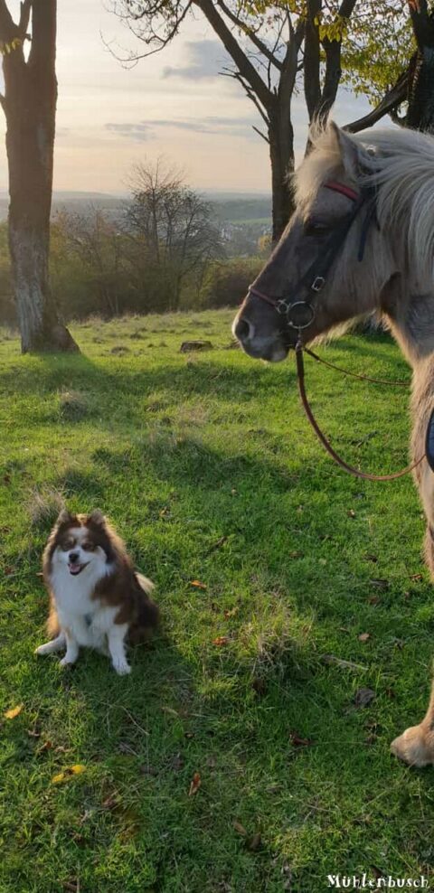 Quendra ist Reitbegleithund - Zuchtstätte vom Mühlenbusch - ein ...