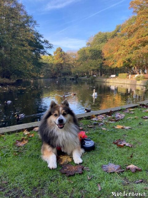 Woody und der Herbst auf Norderney - Zuchtstätte vom Mühlenbusch - ein ...