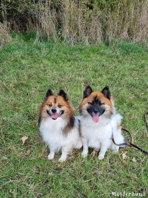 Falco und Juri sind die Freude ihrer Familie - Zuchtstätte vom ...