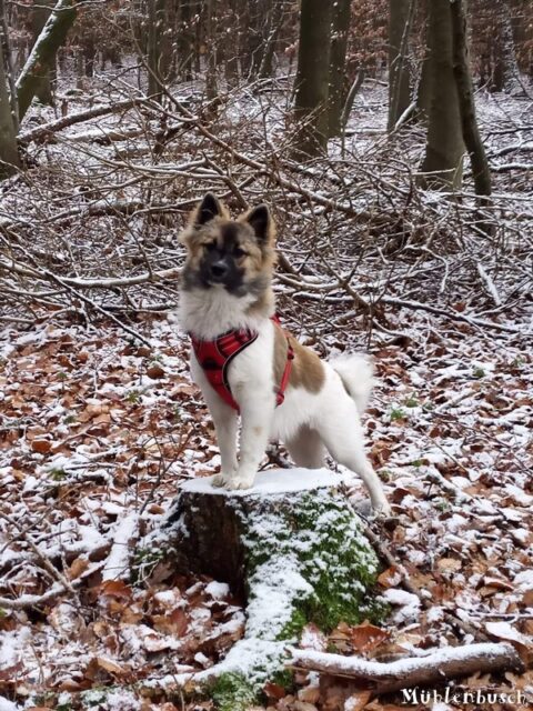 Polly in der Eifel - Zuchtstätte vom Mühlenbusch - ein ...