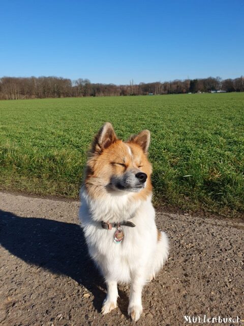 Bella im Sonnenschein - Zuchtstätte vom Mühlenbusch - ein ...