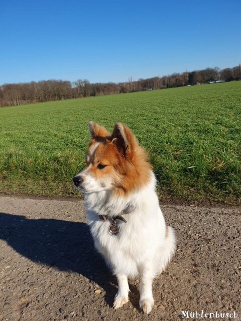 Bella im Sonnenschein - Zuchtstätte vom Mühlenbusch - ein ...