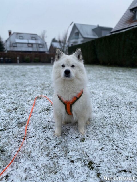 Winter im Frühling? - Zuchtstätte vom Mühlenbusch - ein ...