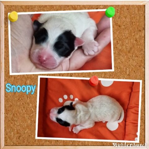 Snoopy-Yoshi - Rüde - Glatthaar - Zuchtstätte vom Mühlenbusch - ein ...